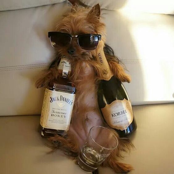 GMGN.AI Fast Trade, Fast Copy Trade, Fast AFK Automation.