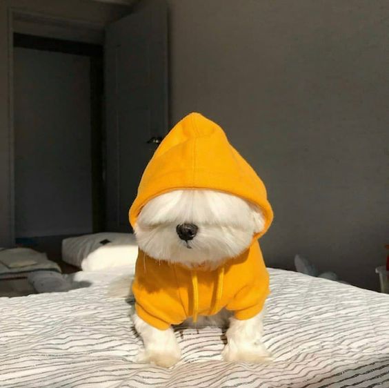 Solana Rug Checker||HGd8XVPxrZ9afwCspXAUeVCoenGUWCsQEVSjrci1KaQm