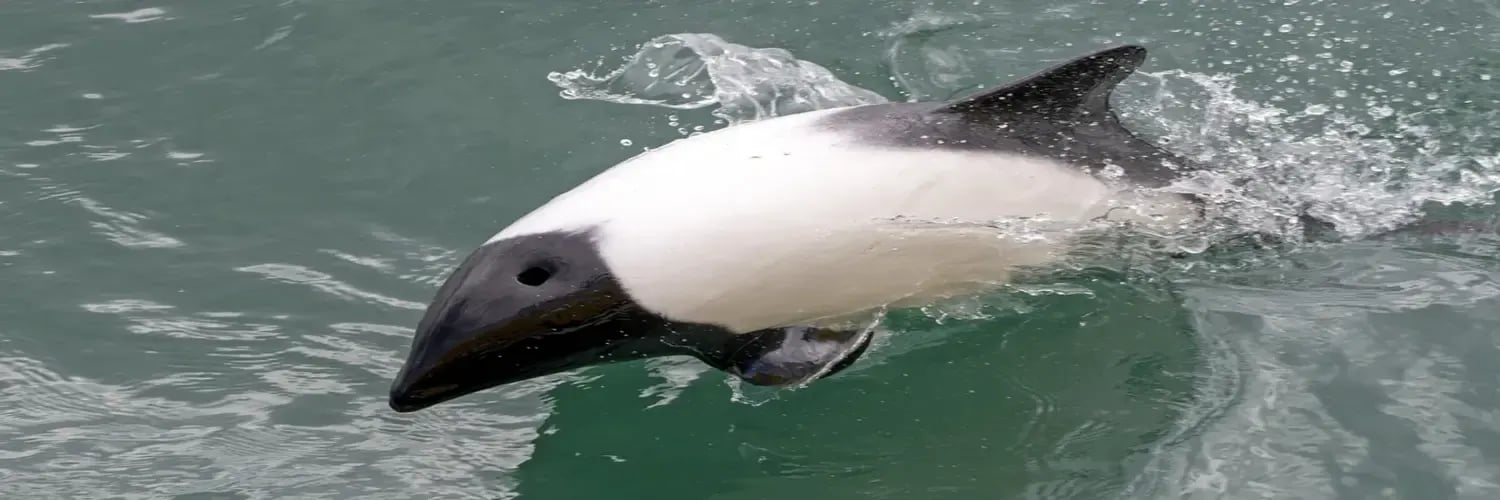 First Panda Dolphin (Pandolphin) - Pump