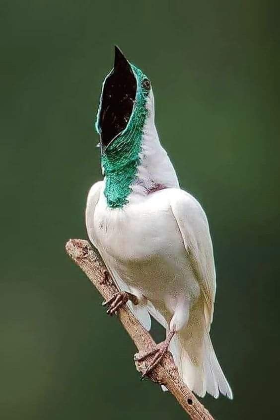 nikki (nikki) - Pump