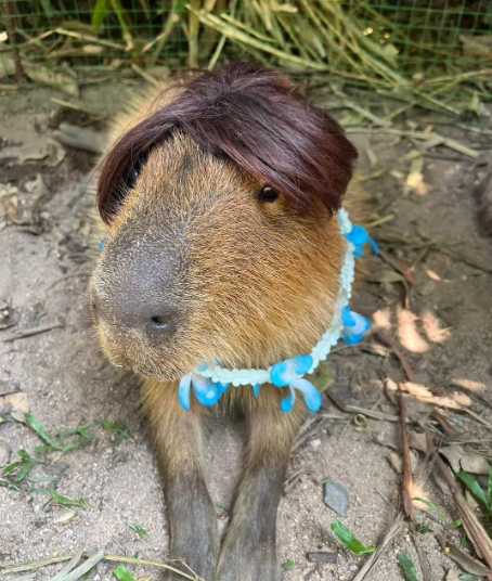 Khamoo Capybara (OLGA) - Pump
