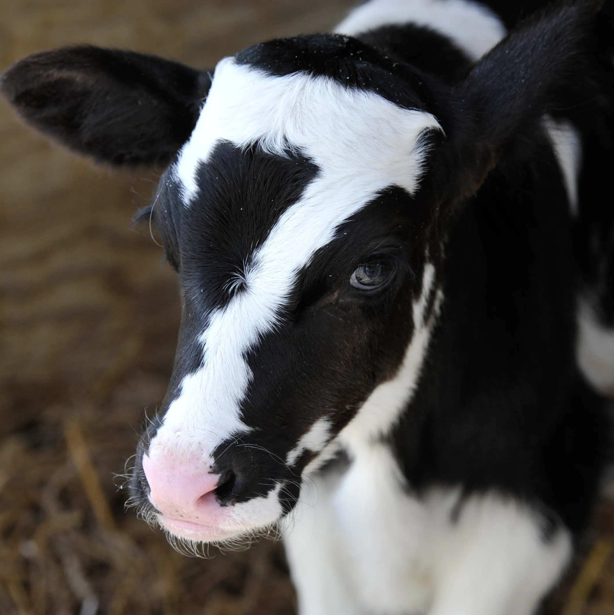 GMGN.AI Fast Trade, Fast Copy Trade, Fast AFK Automation.