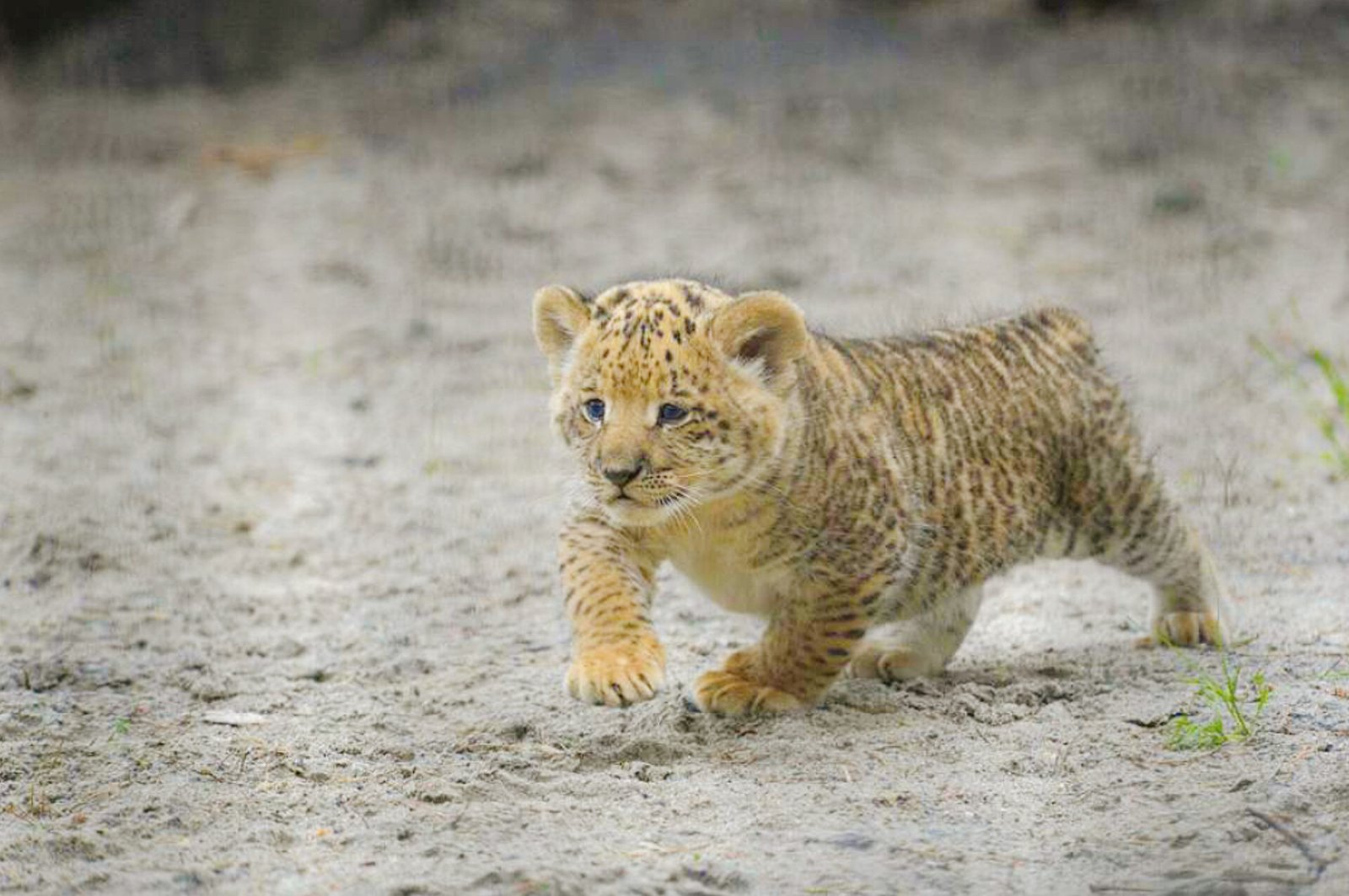 Newborn Tiger Hybrid Liliger (Liger) - Pump