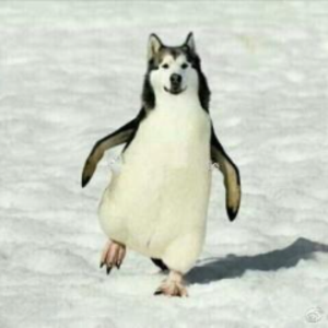 Doguin (DOGUIN) - Pump