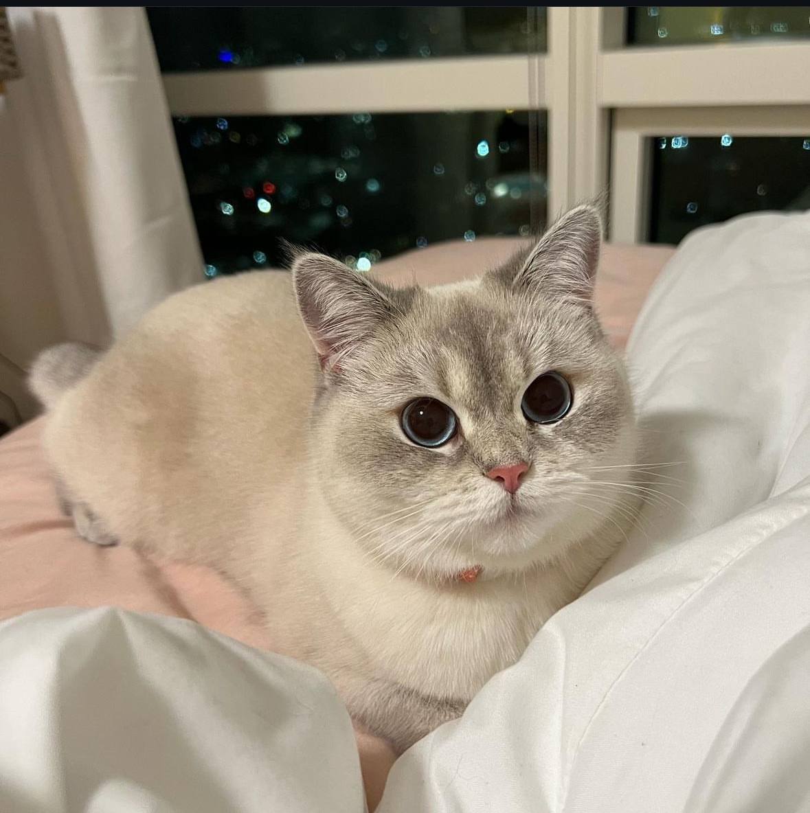 Snowball Cat (Snow) - Pump