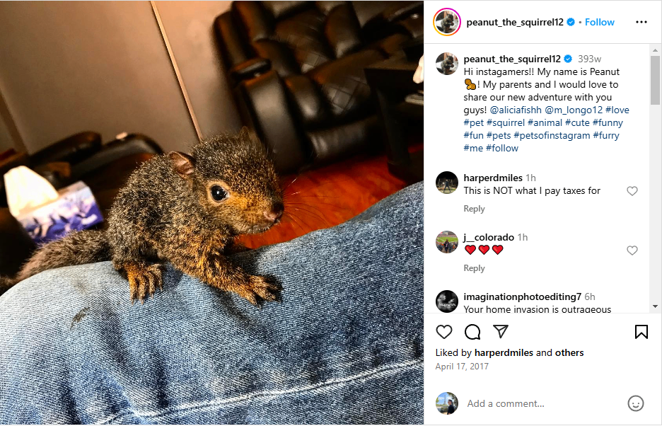 Peanut the Squirrel (Pnut ) - Pump