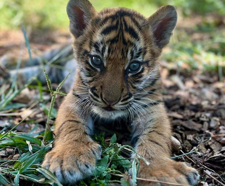 GMGN.AI Fast Trade, Fast Copy Trade, Fast AFK Automation.