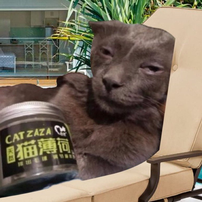 ZAZA CAT ($CAZA) - Pump