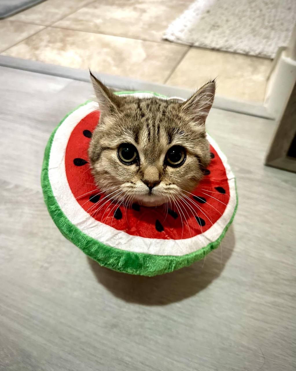 Watermelon Cat (WATCAT) - Pump