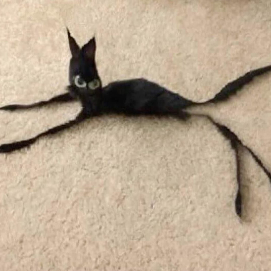 Compressed Cat (cCAT) - Pump