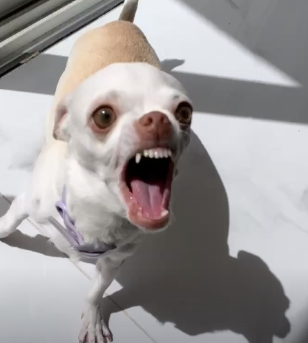 #1 TikTok Chihuahua (NIKI) - Pump