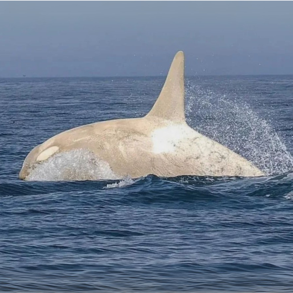 The Great White Orca (MOBY) - Pump